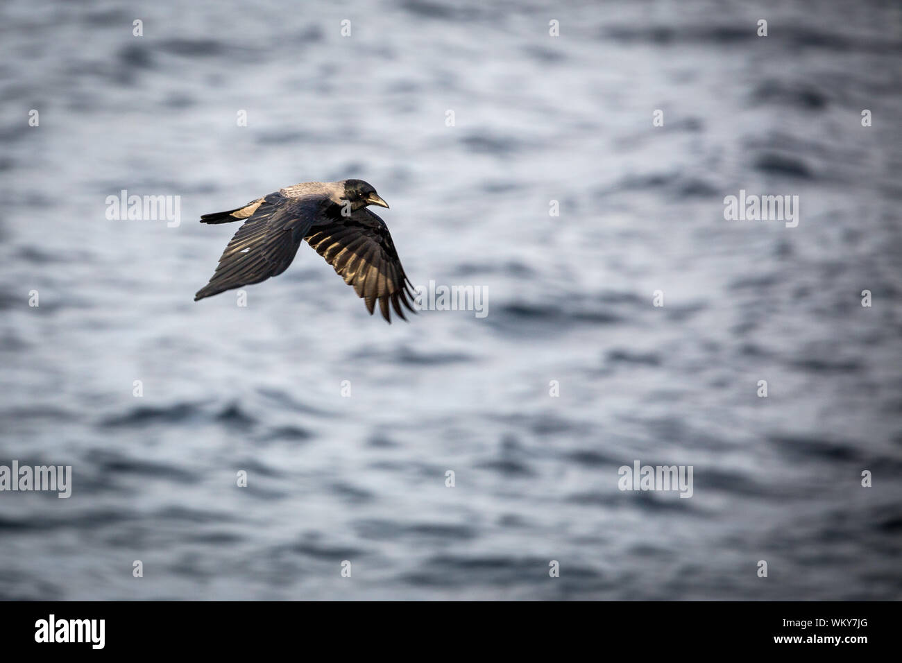 Crow flying hi-res stock photography and images - Alamy