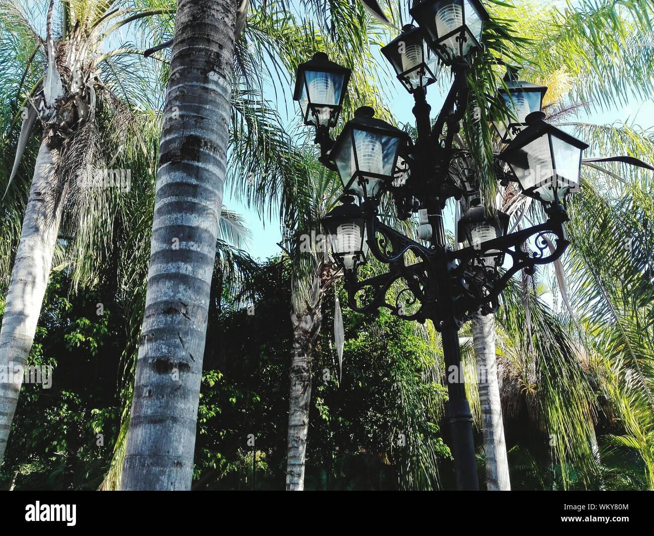 Palm tree lamp post hi-res stock photography and images - Alamy