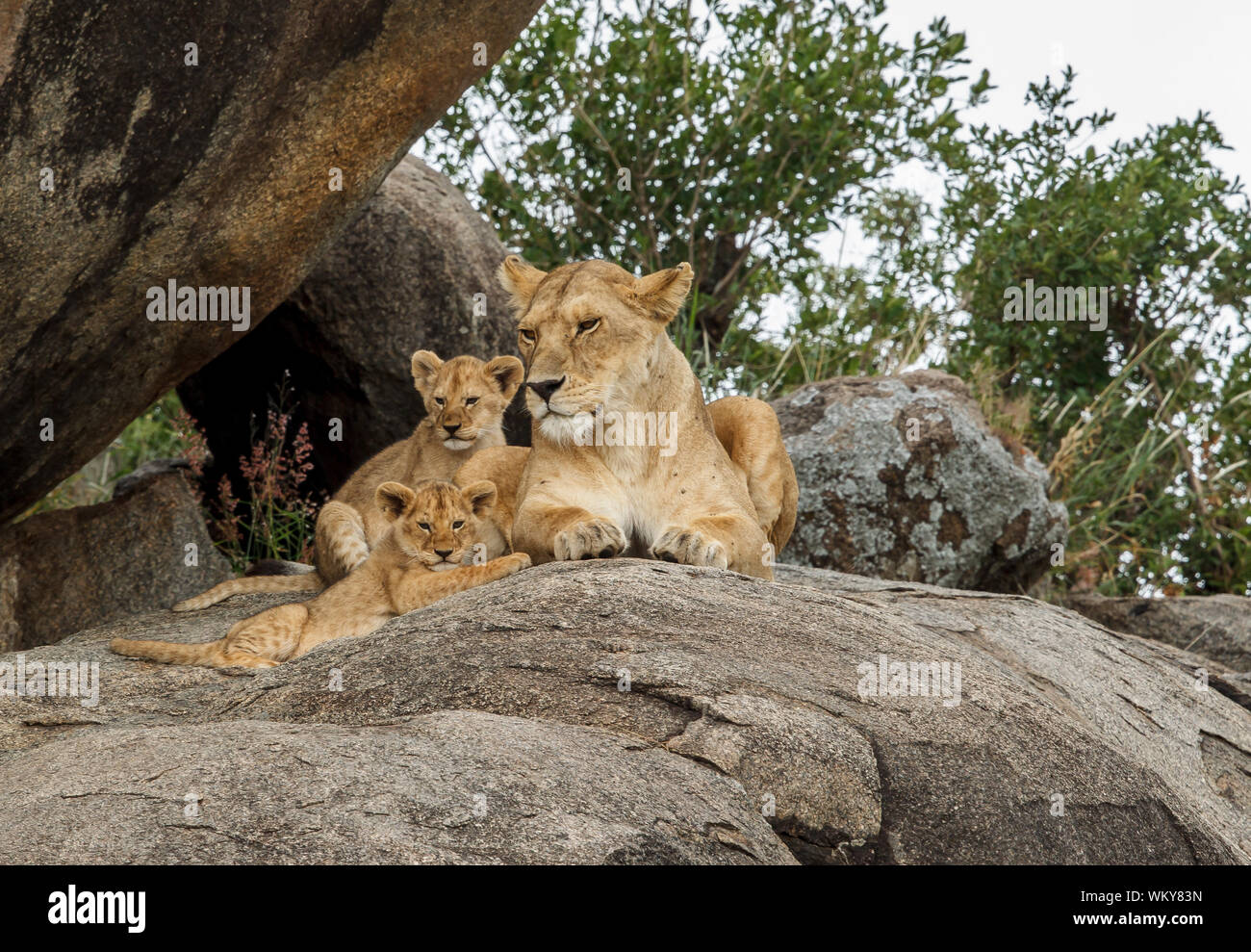 Lioness sitting cub hi-res stock photography and images - Alamy