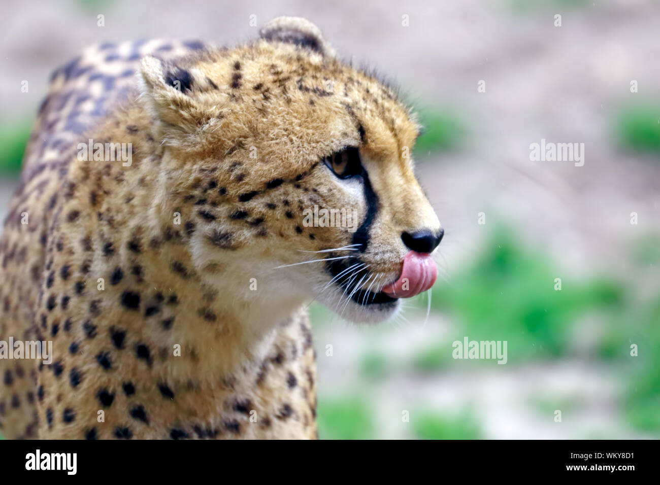 Cheetah Tongue Up Close