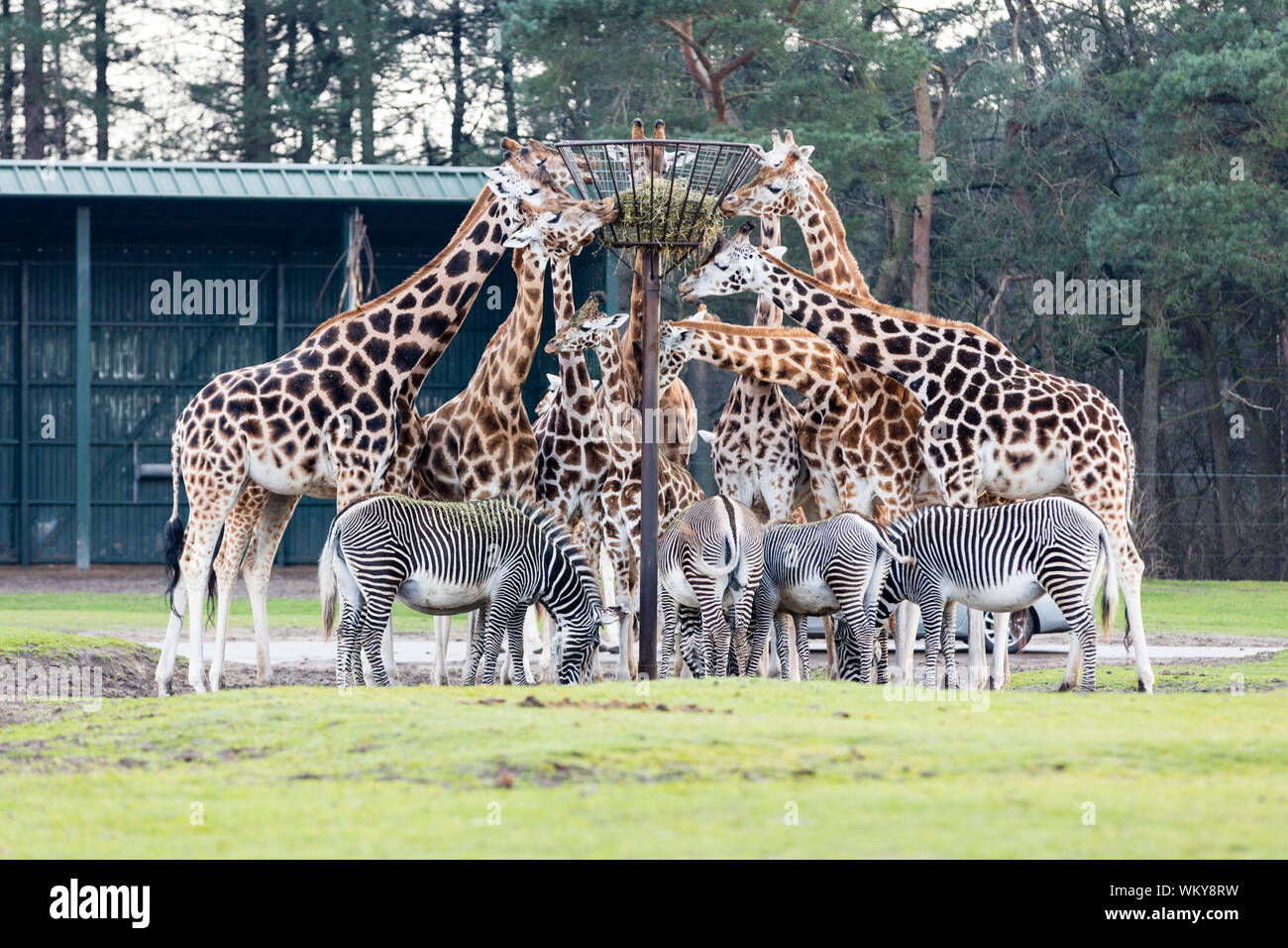 Group giraffes and zebra hi-res stock photography and images - Alamy