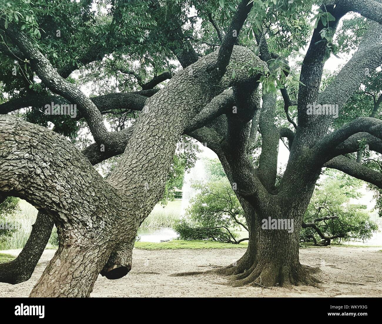 Old trees in hi-res stock photography and images - Alamy