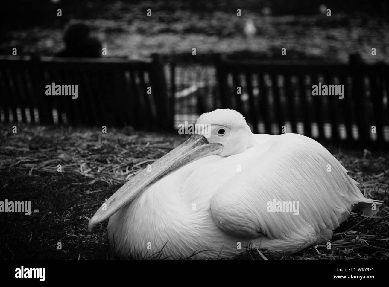 Pelican sitting hi-res stock photography and images - Alamy