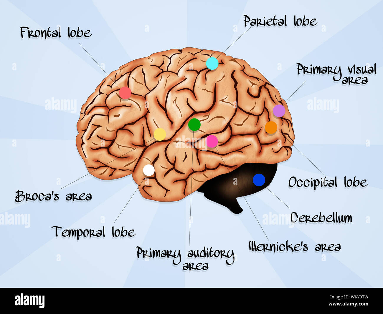 Cartoon head brain symbol hi-res stock photography and images - Alamy