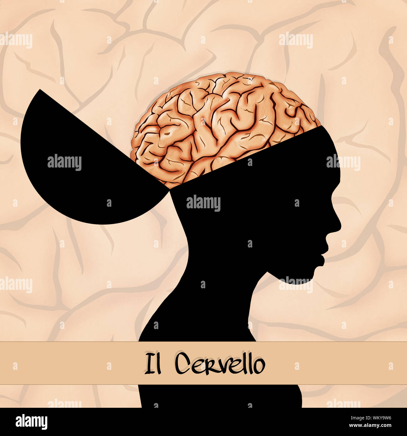 Human face silhouette brain hi-res stock photography and images - Alamy