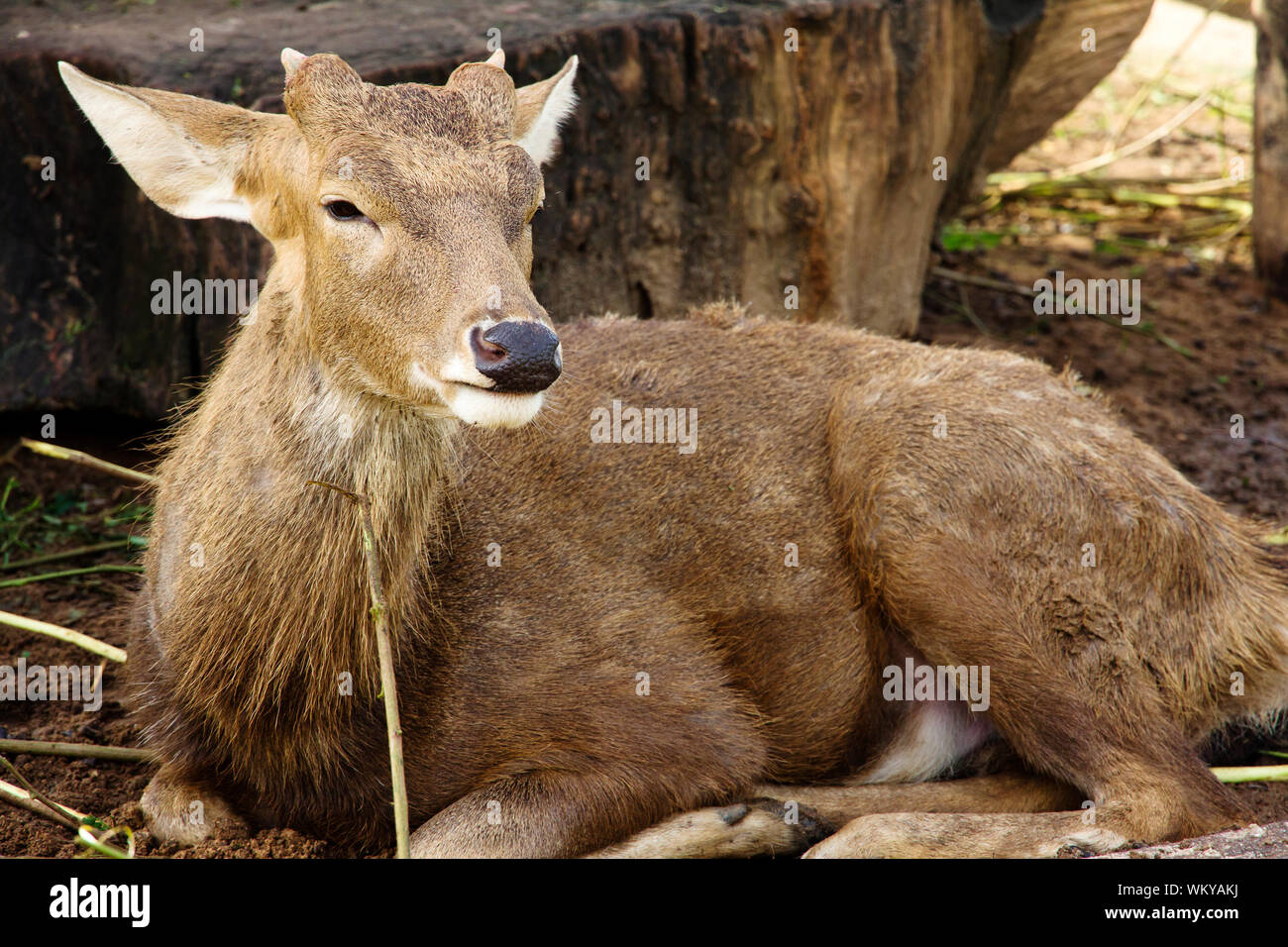 portrait of Axis Deer Stock Photo - Alamy