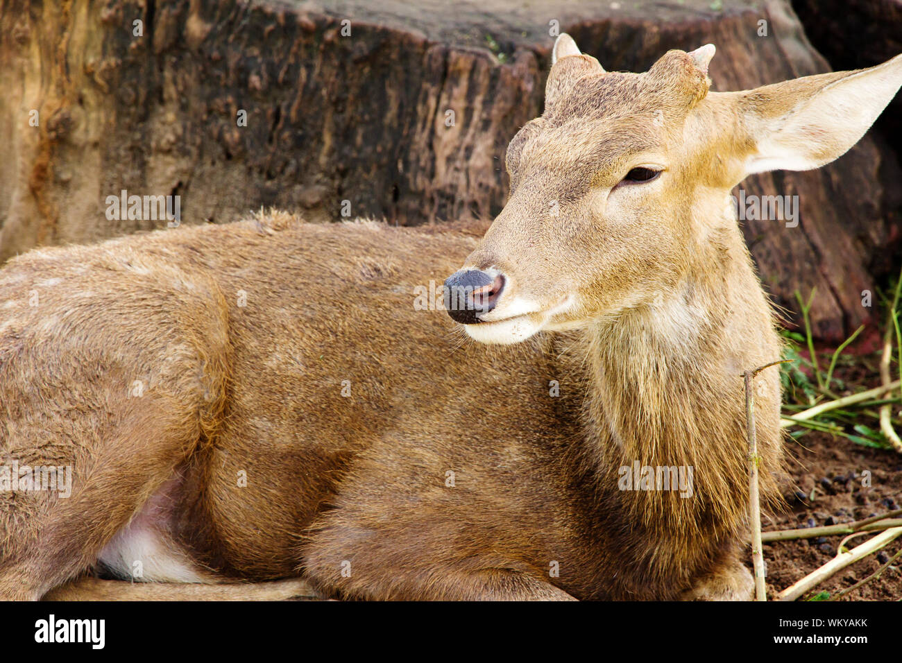 portrait of Axis Deer Stock Photo - Alamy