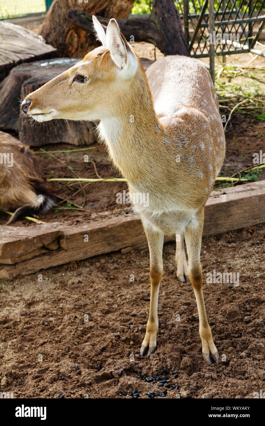 Axis deer hi-res stock photography and images - Alamy