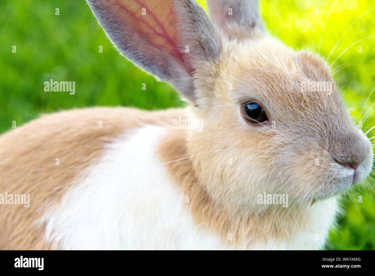 cute bunny rabbit on the grass Stock Photo - Alamy