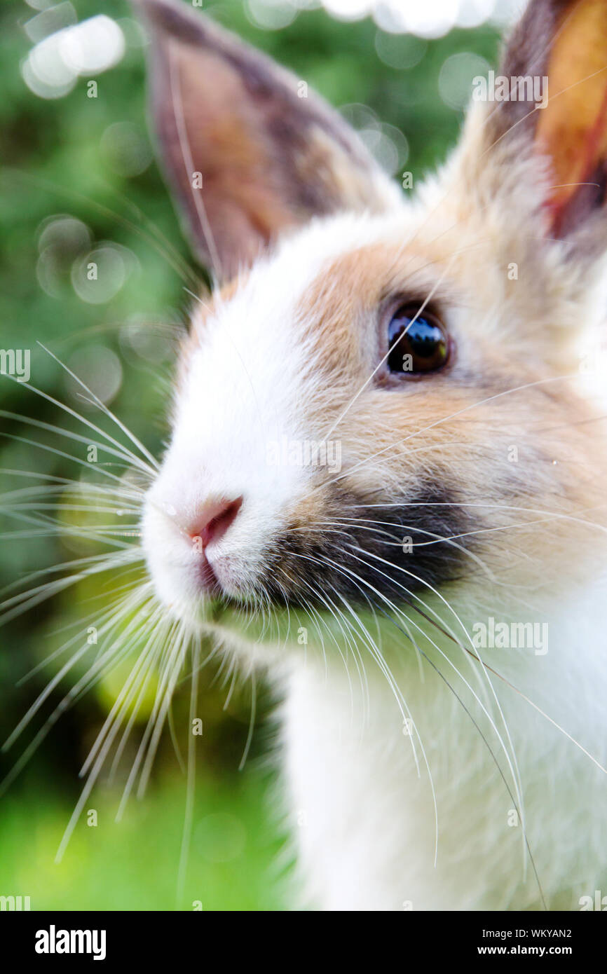 cute bunny rabbit on the grass Stock Photo - Alamy