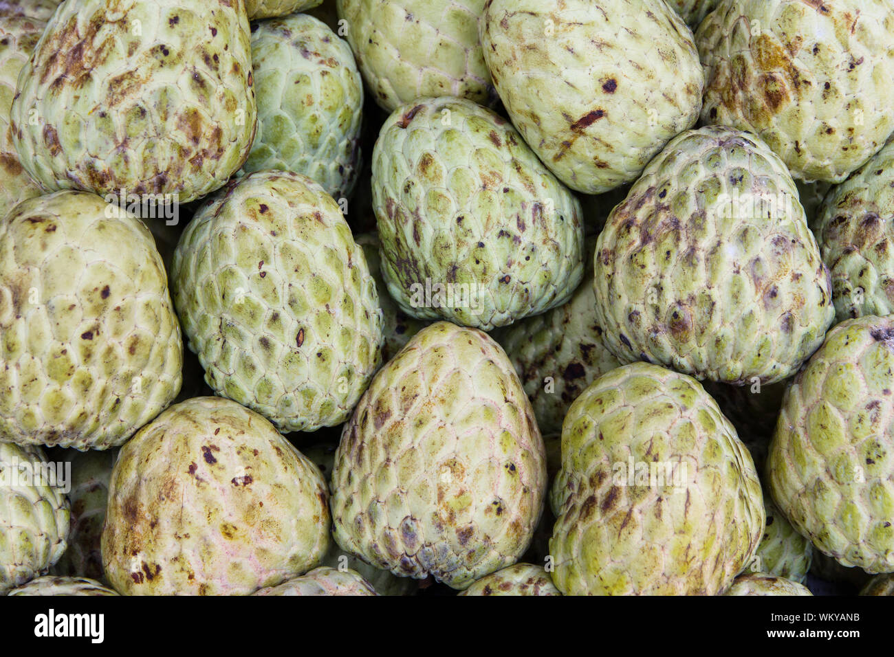 Custard apple seed hi-res stock photography and images - Alamy