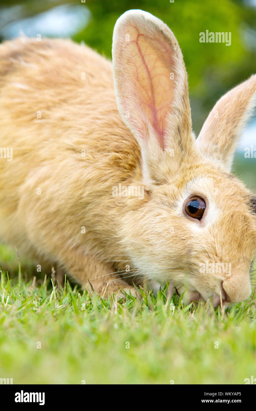 cute bunny rabbit on the grass Stock Photo - Alamy