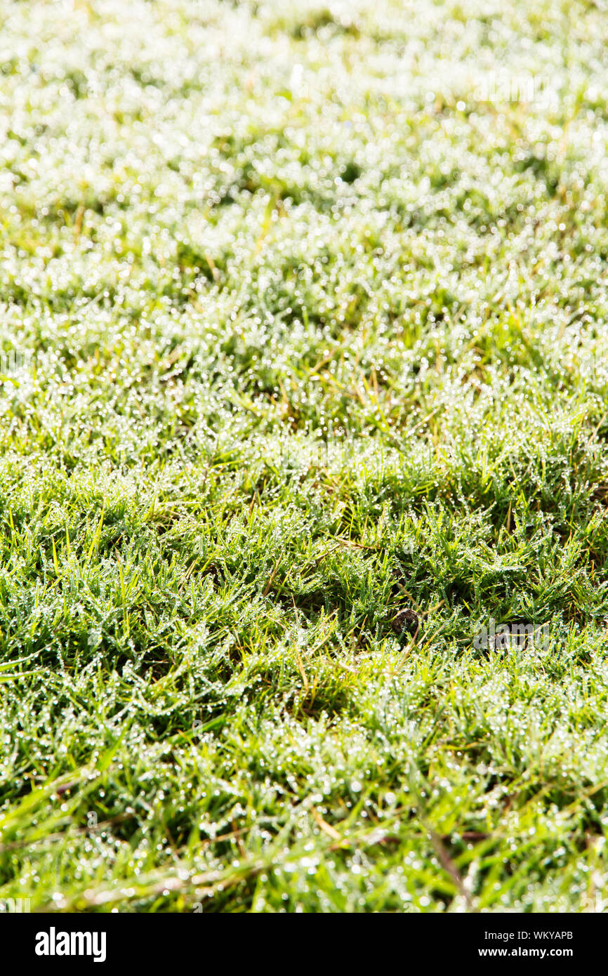 fresh spring green grass Stock Photo - Alamy