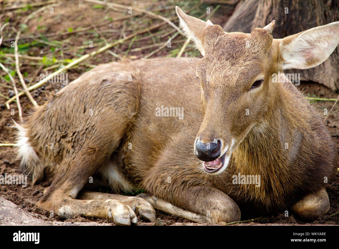 Mammal axis hi-res stock photography and images - Alamy