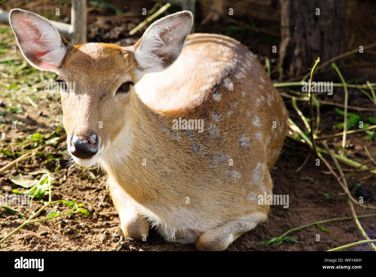 Mammal axis hi-res stock photography and images - Alamy