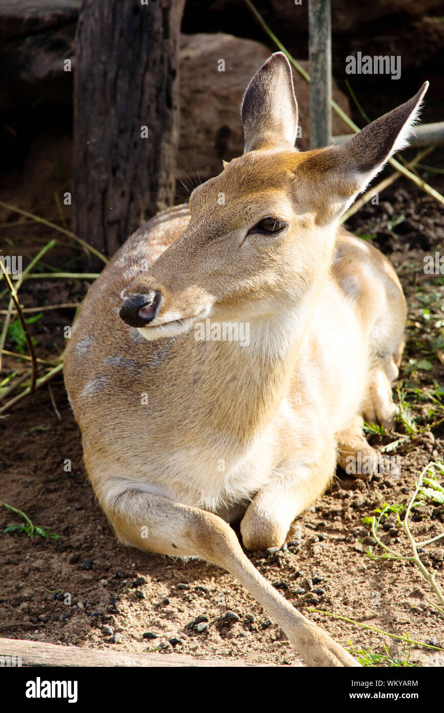 Mammal axis hi-res stock photography and images - Alamy