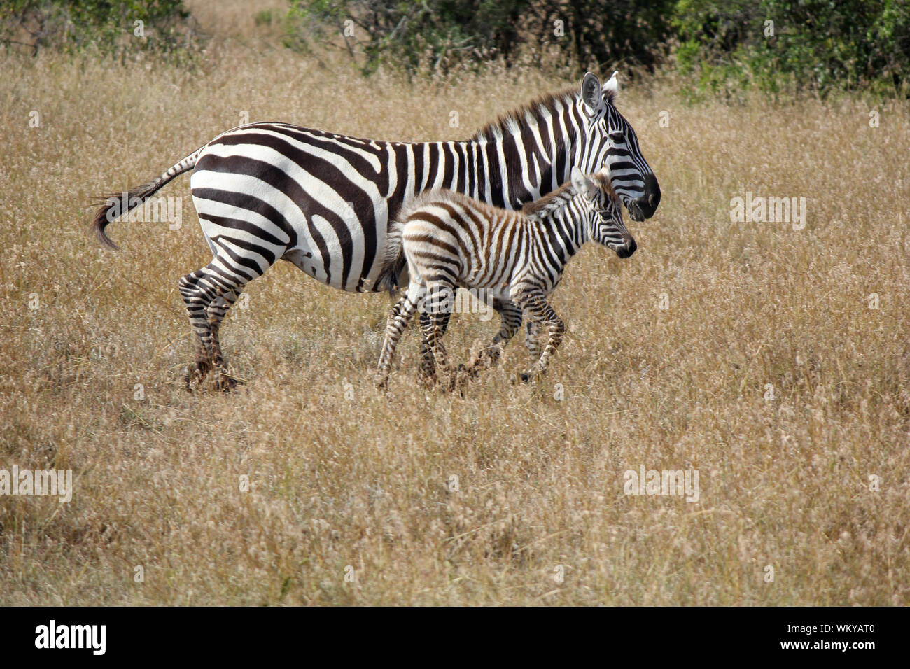 Two Zebras Full View High Resolution Stock Photography and Images - Alamy