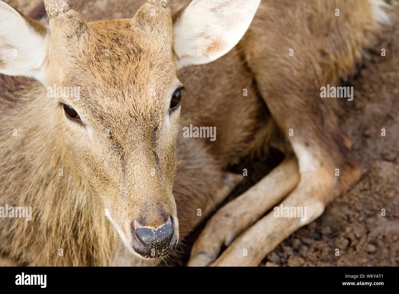 Deer of asia hi-res stock photography and images - Alamy
