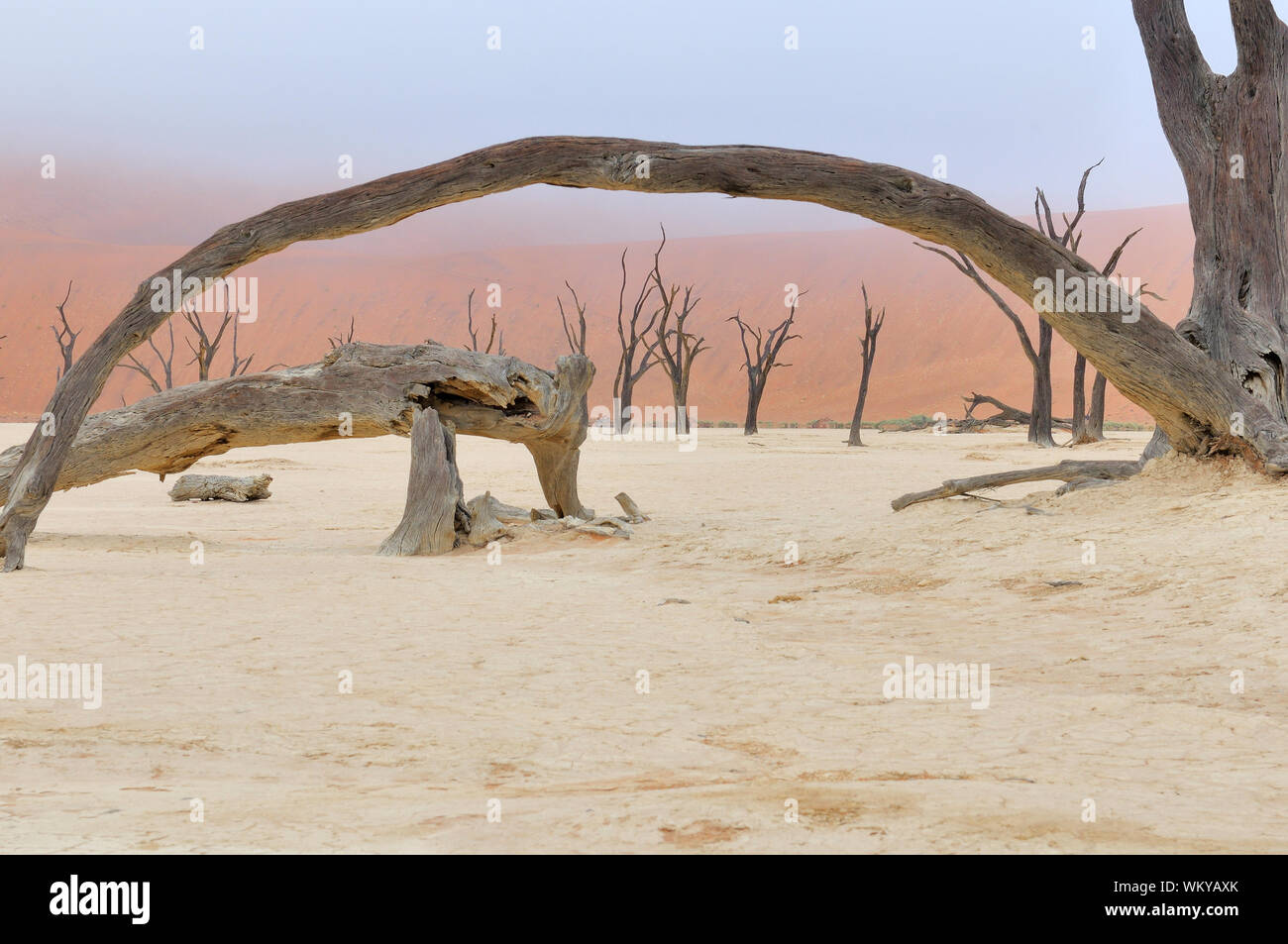 Tree skeletons at Deadvlei near Sossusvlei, Namibia Stock Photo - Alamy