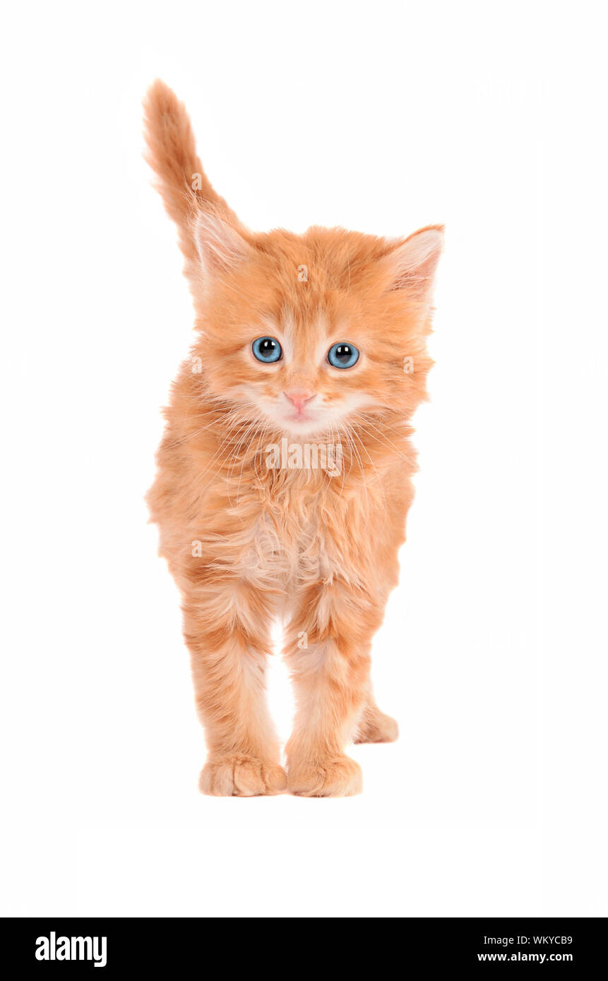 Sad looking ginger kitten with a white background Stock Photo - Alamy
