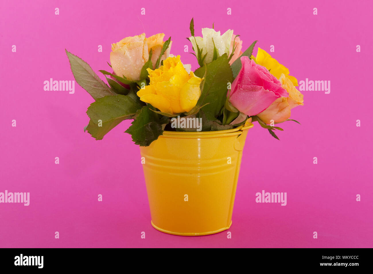 Bouquet many colorful roses with pink background Stock Photo - Alamy