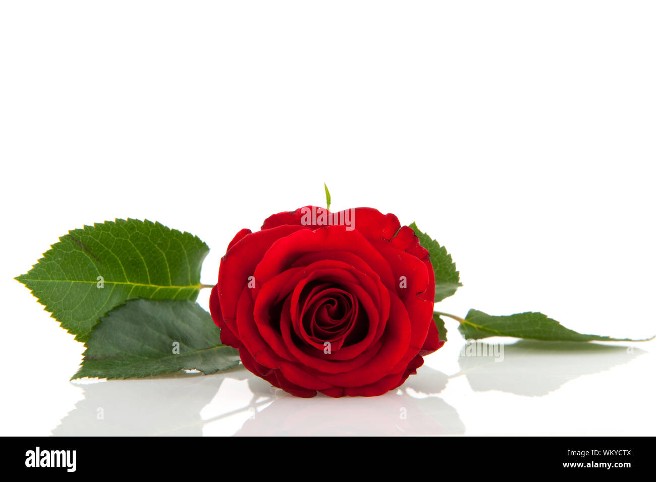 single red rose flower isolated over white Stock Photo - Alamy