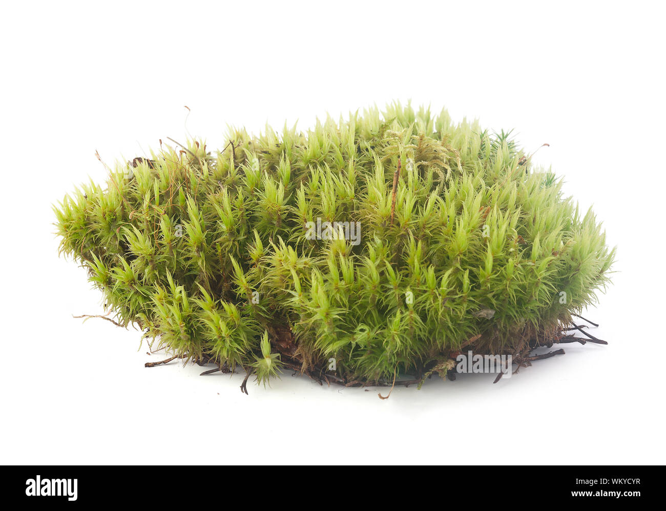 Moss moss Cut Out Stock Images & Pictures - Alamy