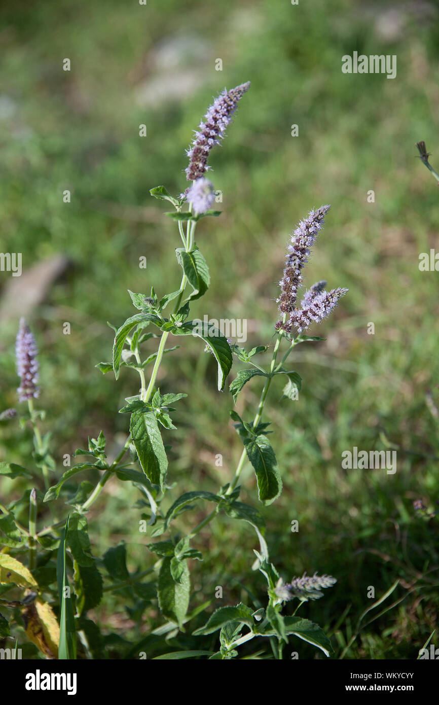 Mint plant hi-res stock photography and images - Alamy