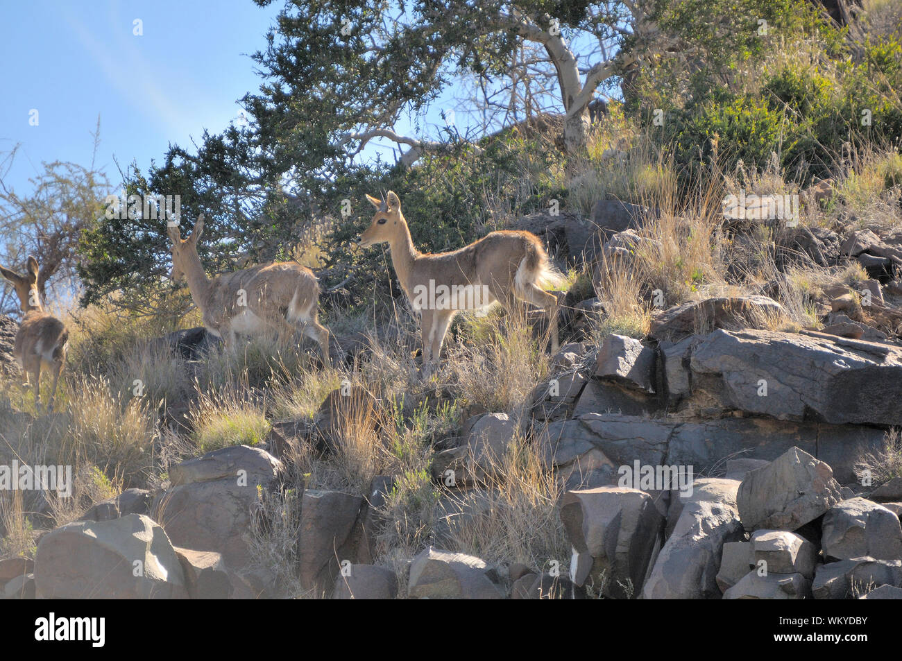 Mountain reedbuck in typical rocky environment next to the Orange River ...