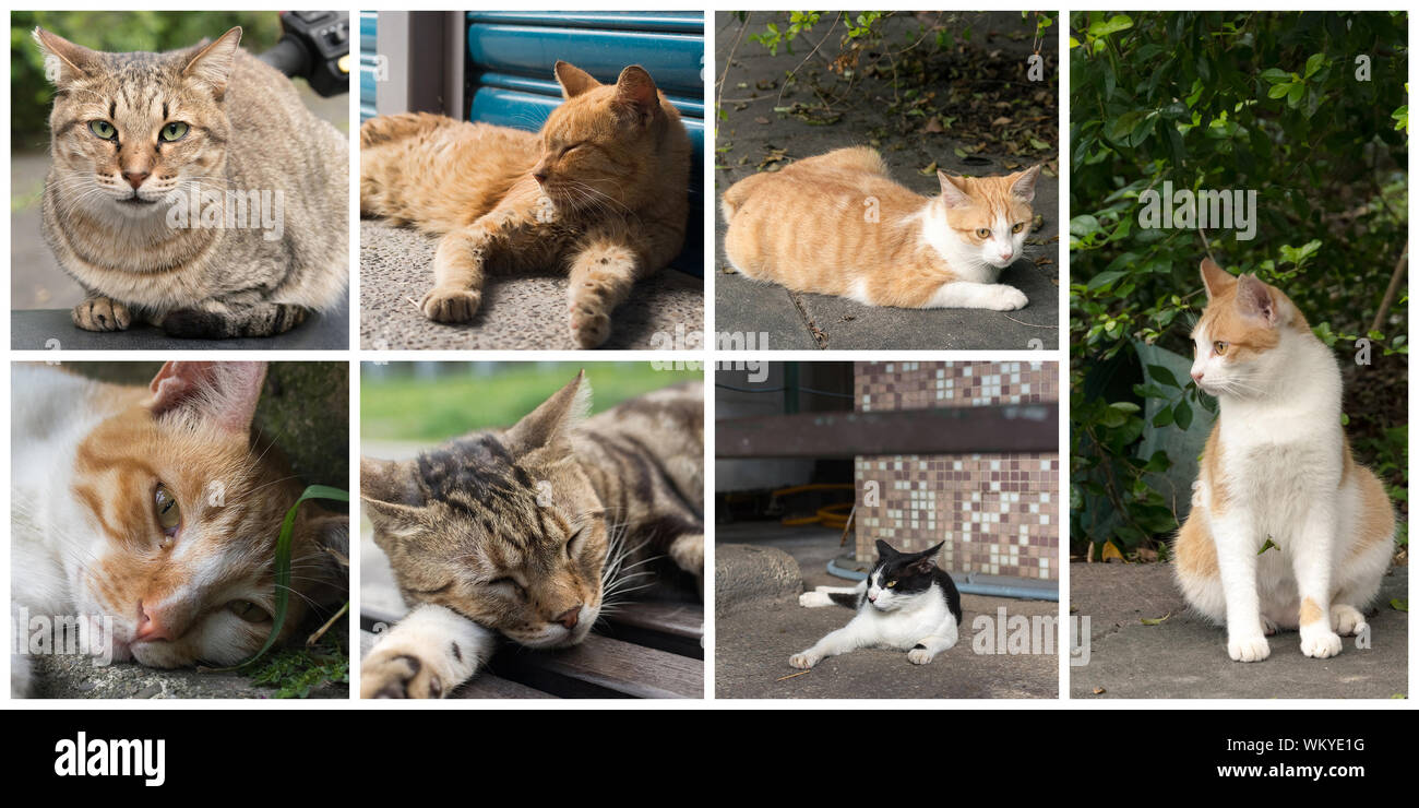 Cute cat on street Cut Out Stock Images & Pictures - Alamy