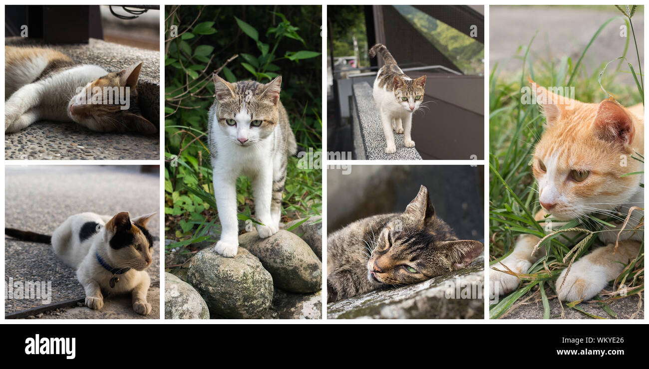 Stray kitten on street Cut Out Stock Images & Pictures - Alamy