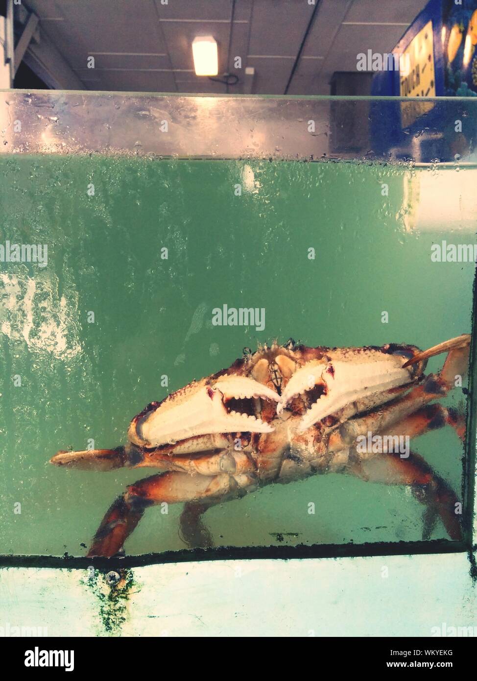 Crab Tank High Resolution Stock Photography and Images - Alamy