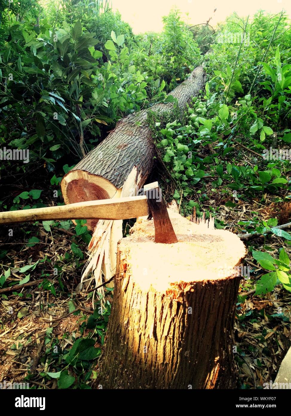 Axe stump hi-res stock photography and images - Alamy