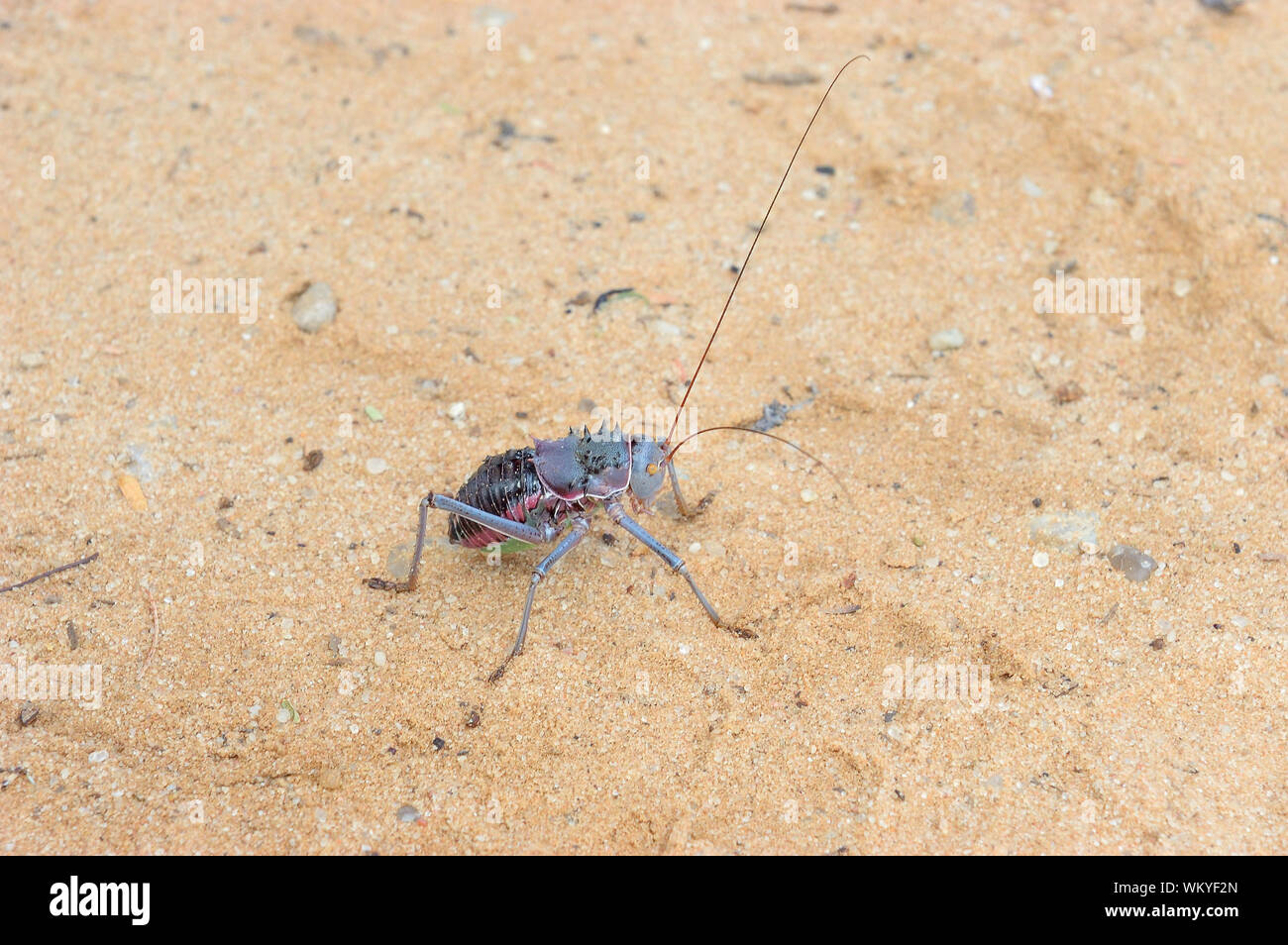 Armoured bush cricket hi-res stock photography and images - Alamy