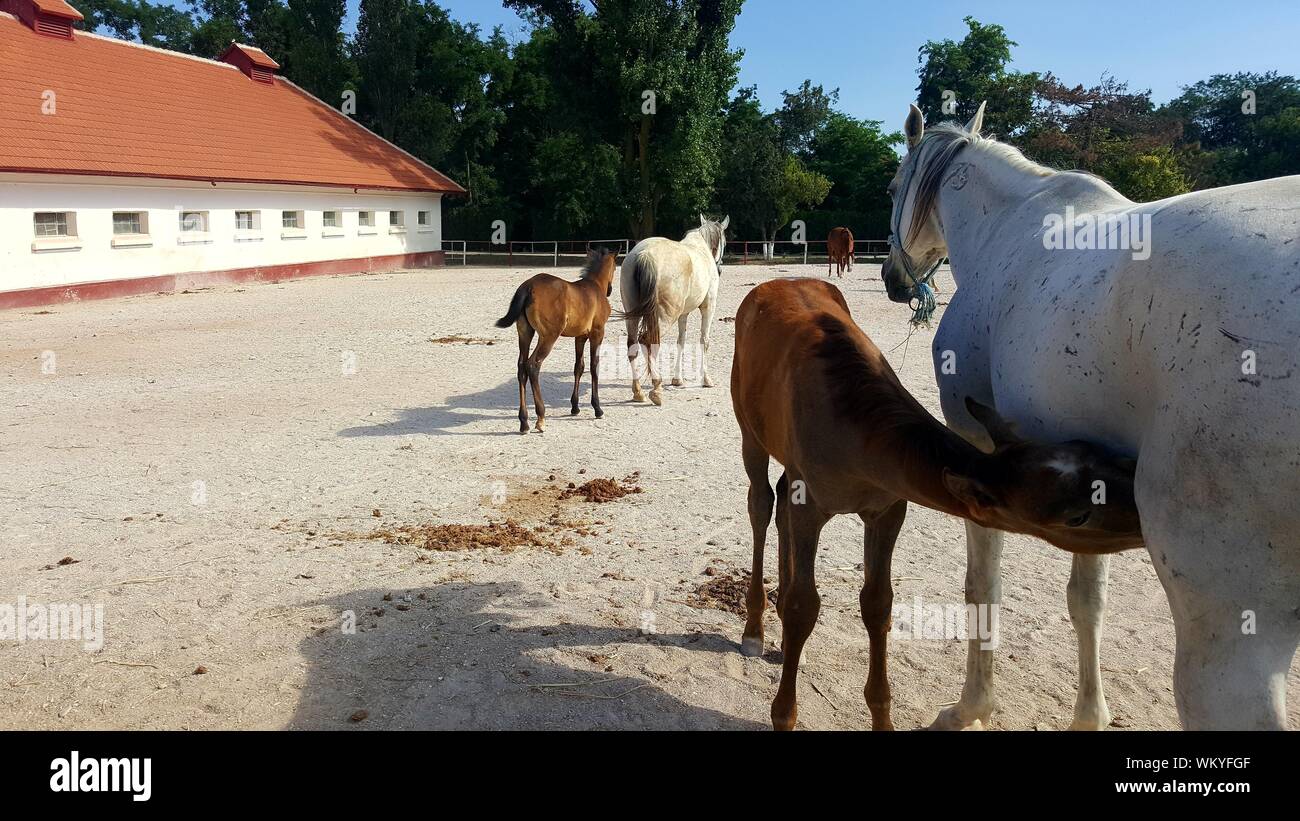 Five horses in ranch hi-res stock photography and images - Alamy