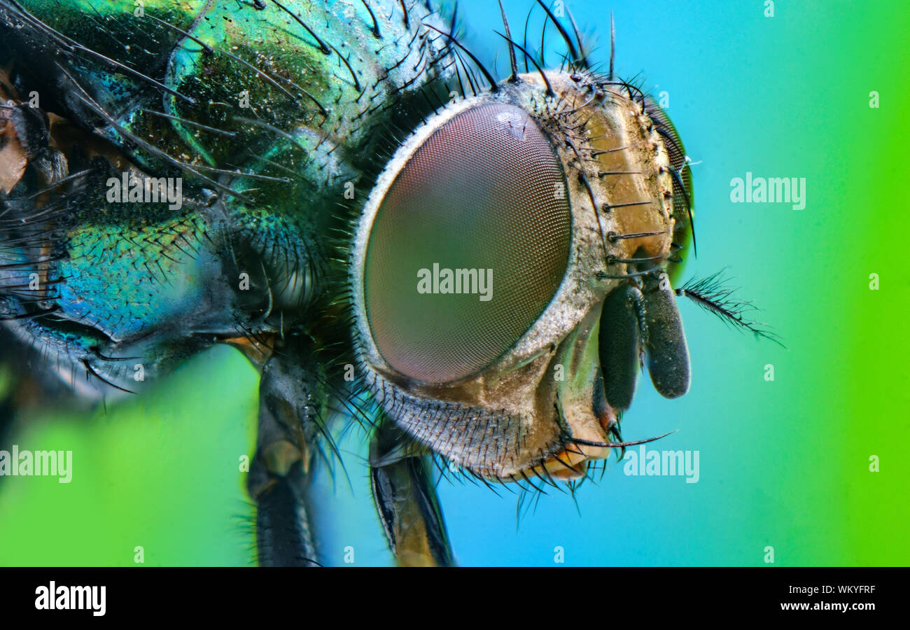 Extreme close up macro common green bottle fly insect background Stock ...