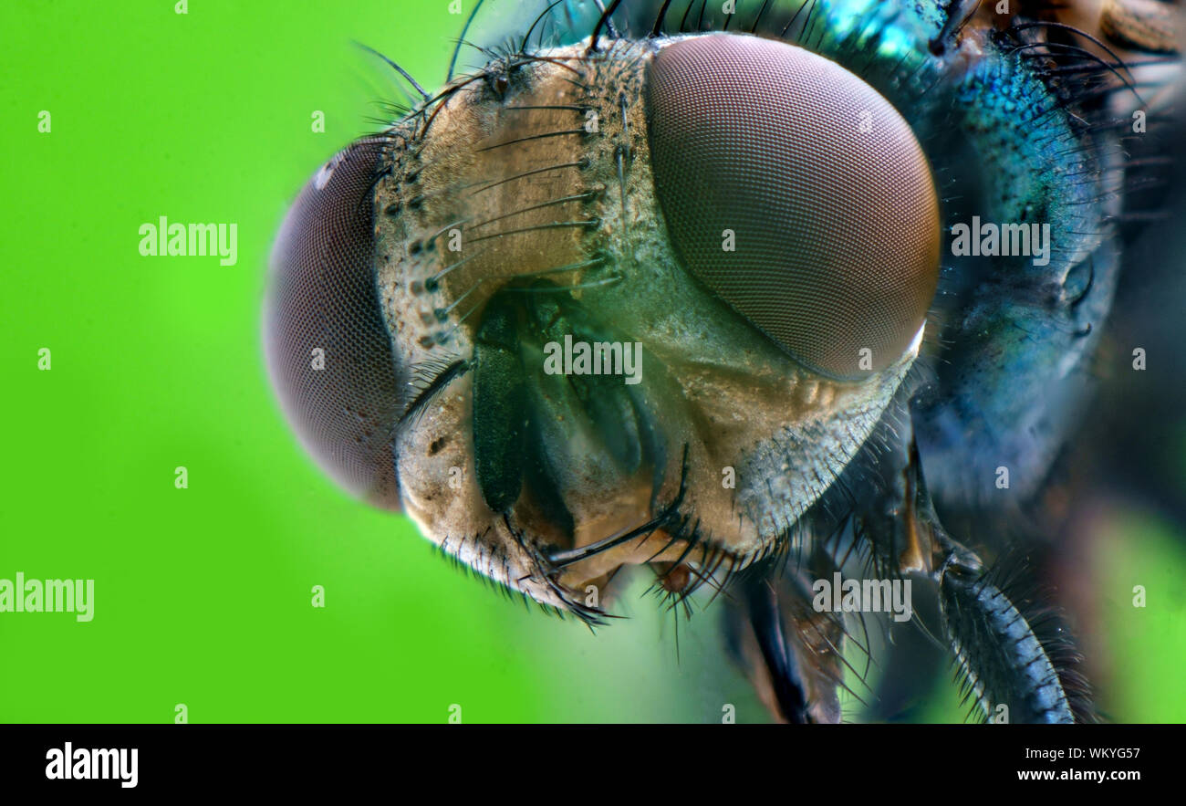 Extreme close up macro common green bottle fly insect background Stock ...