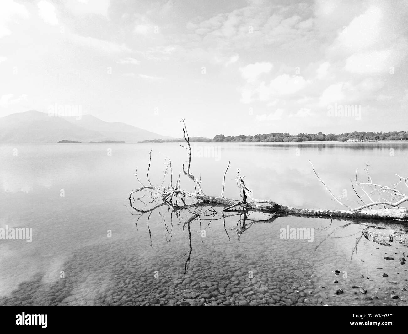 Dead Tree Fallen Lake High Resolution Stock Photography and Images - Alamy