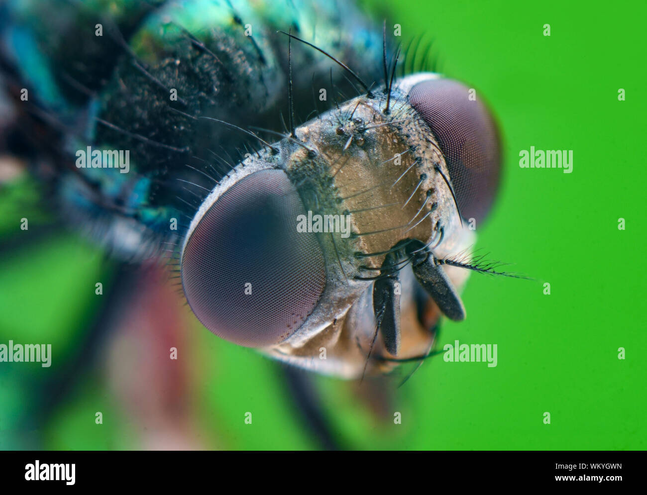 Extreme close up macro common green bottle fly insect background Stock ...