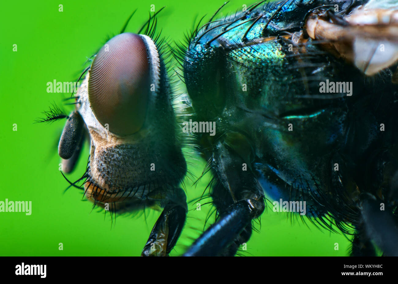 Extreme close up macro common green bottle fly insect background Stock ...