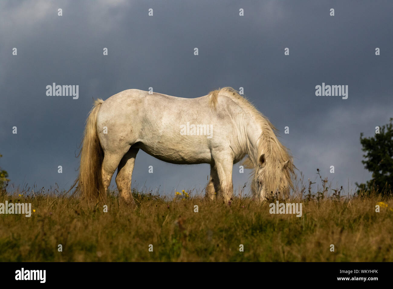White horse against dark skies hi-res stock photography and images - Alamy