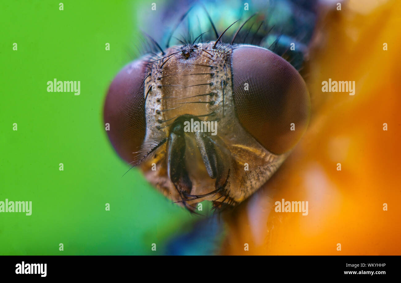 Extreme close up macro common green bottle fly insect background Stock ...