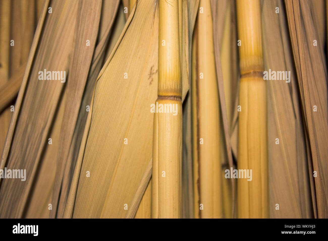 background of dry stems of straw Stock Photo - Alamy