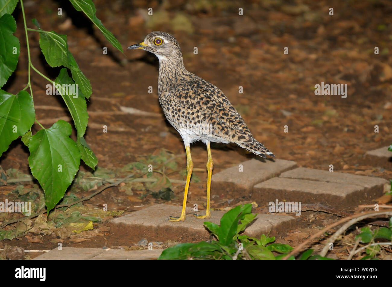 Spotted thick-knee also known as Cape thick-knee, Burhinus capensis ...