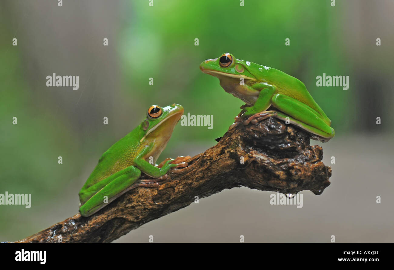 Green Tree Frogs Branch High Resolution Stock Photography and Images ...