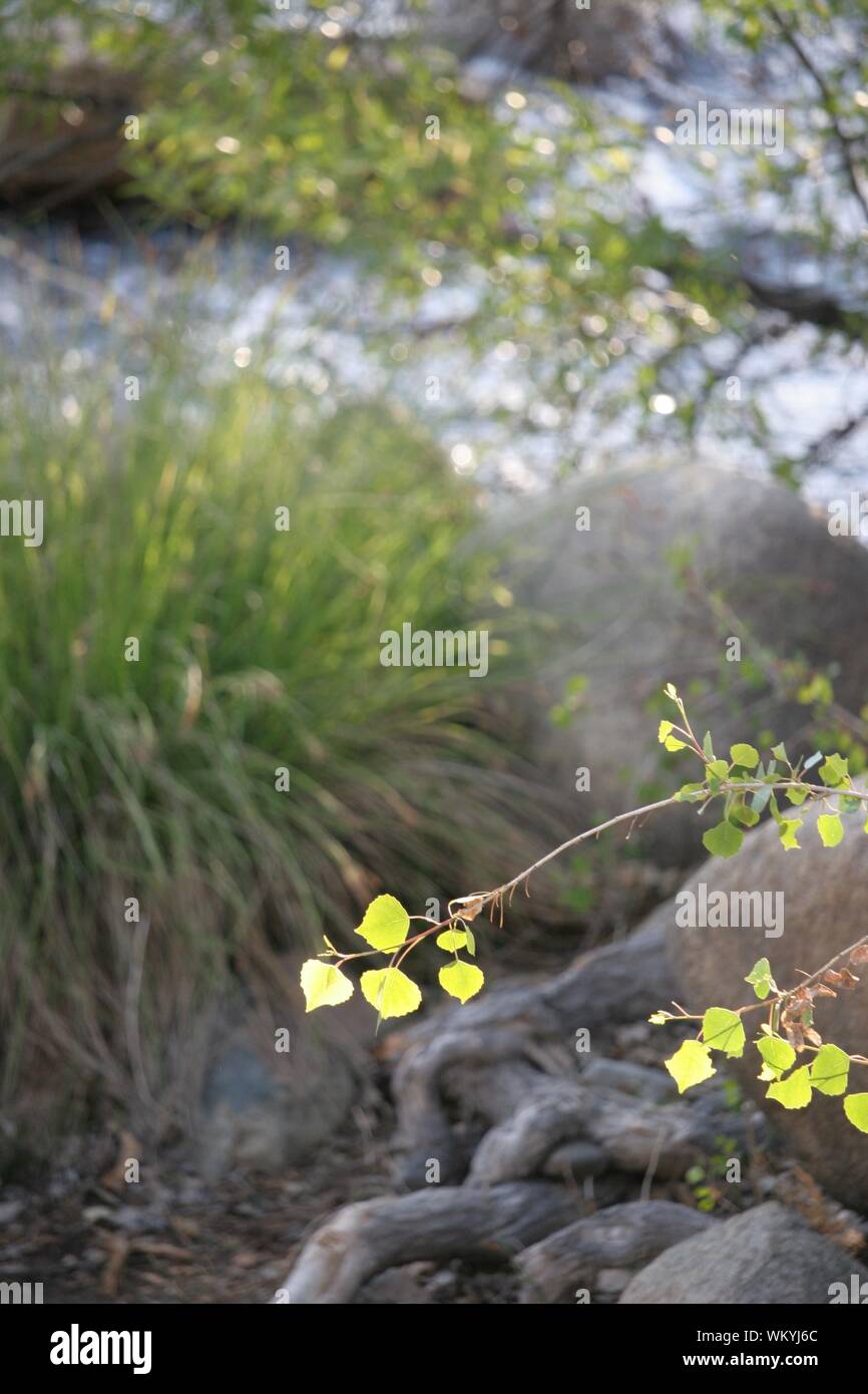 Very small leaves hi-res stock photography and images - Alamy