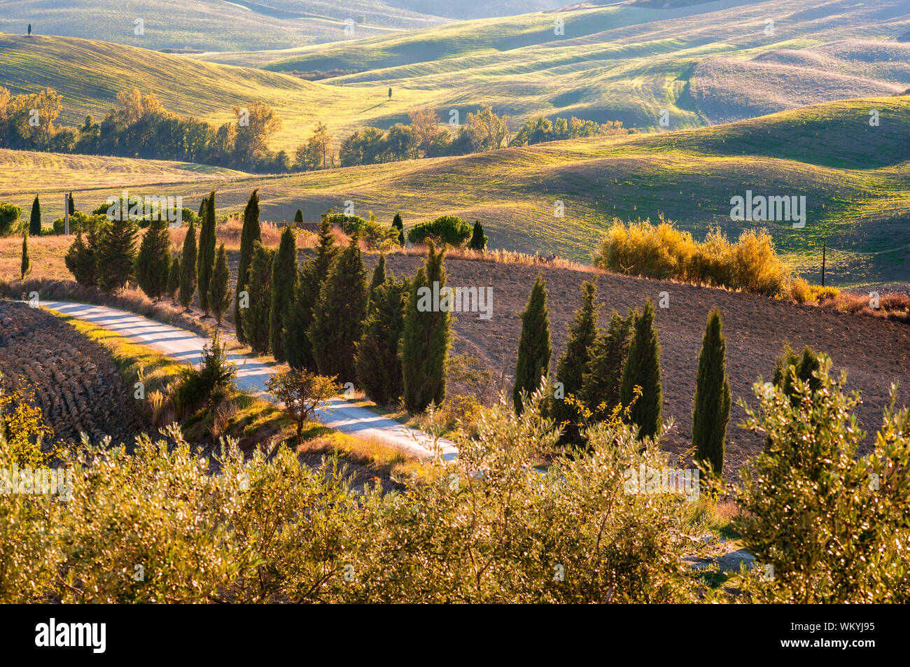 Autumn scenic landscape in Tuscany, Italy Stock Photo - Alamy