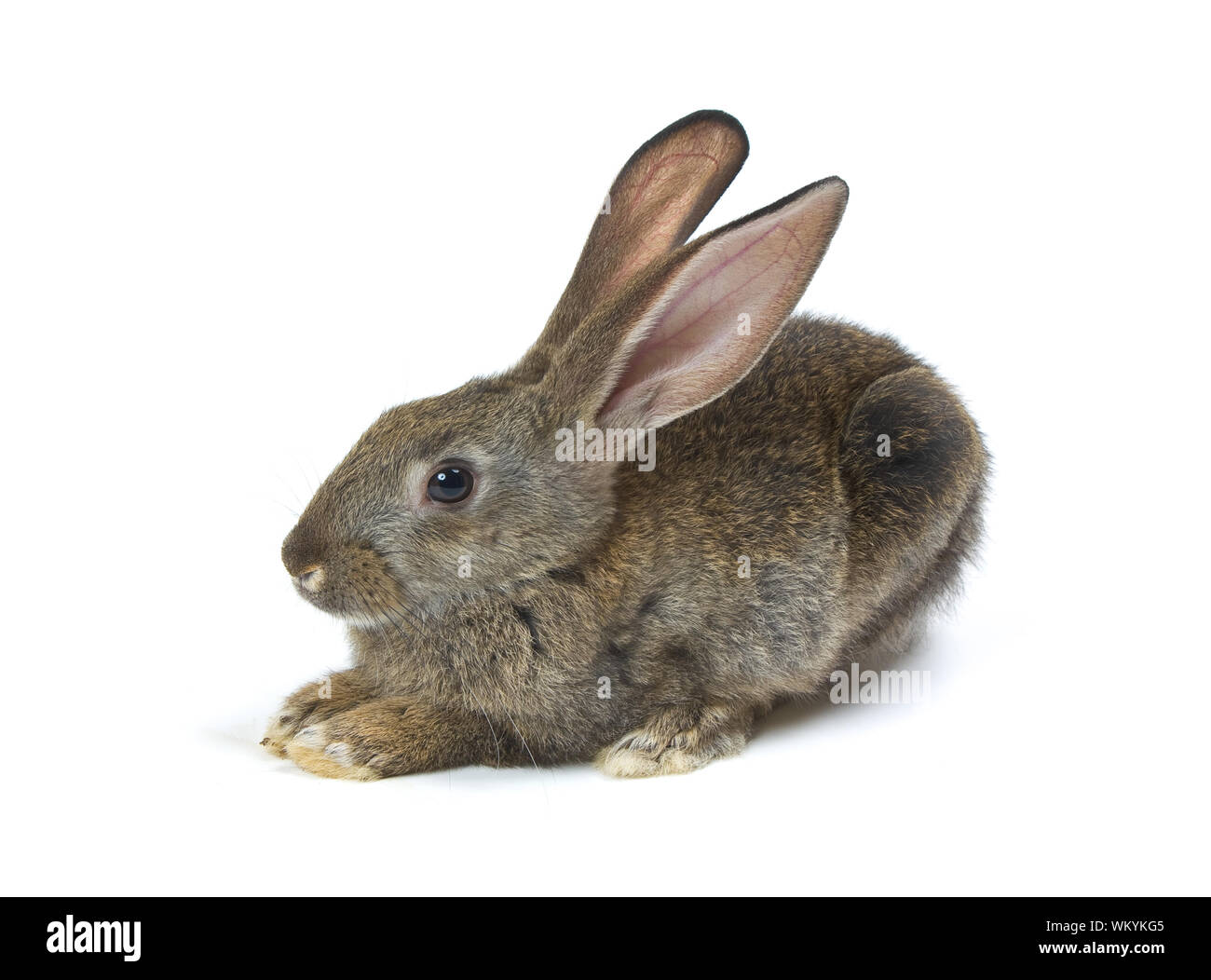 Happy New Year of rabbit isolated on a white background Stock Photo - Alamy