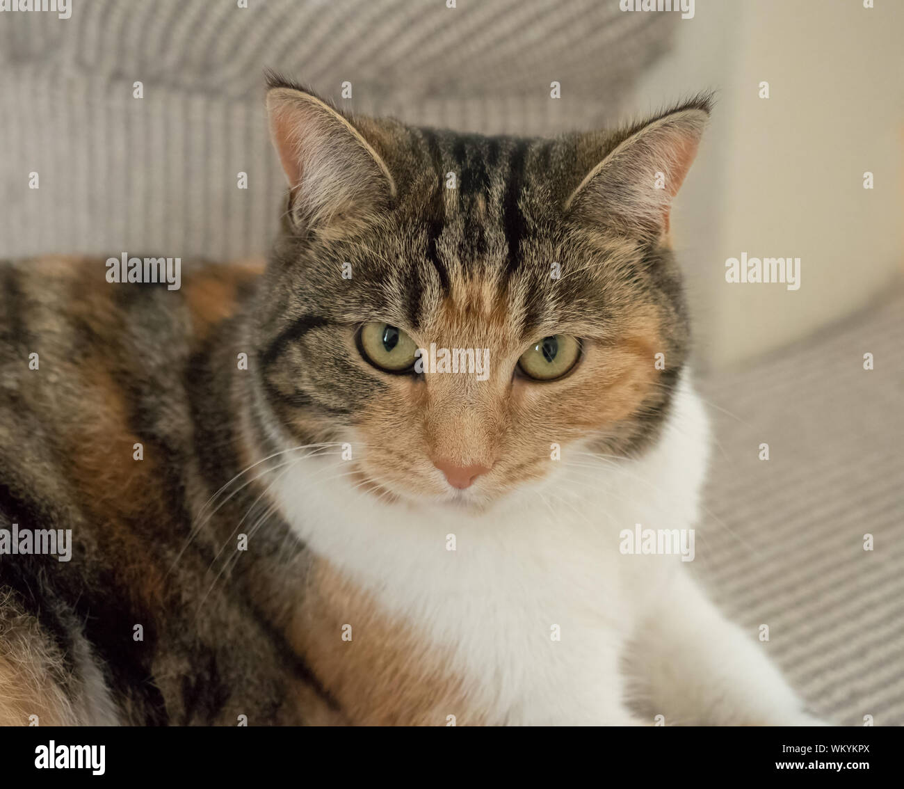 Close up shot of Tortoiseshell Cat Stock Photo - Alamy