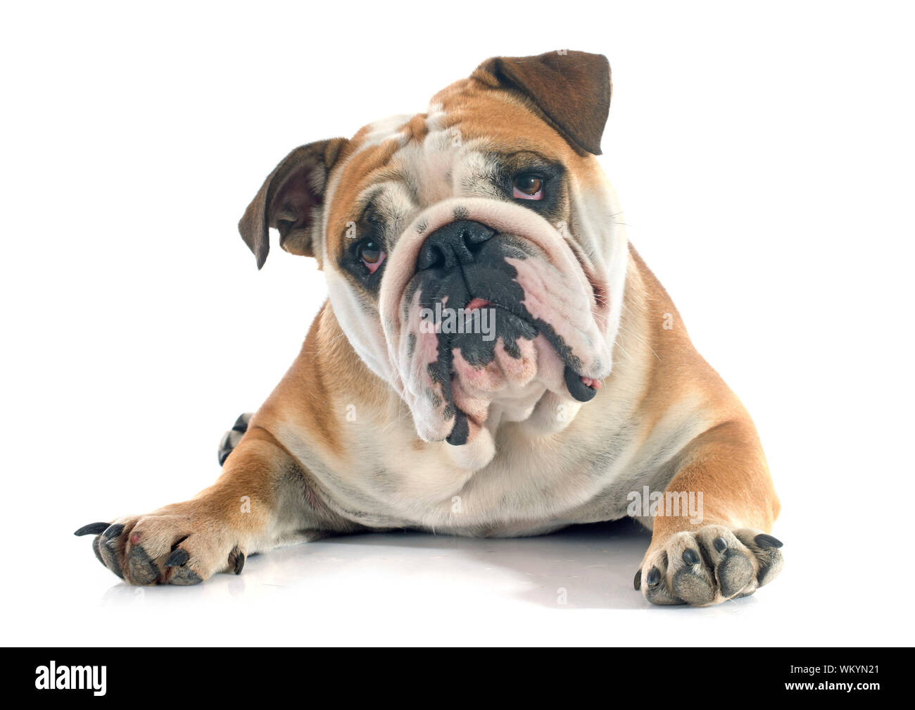 english bulldog in front of white background Stock Photo - Alamy